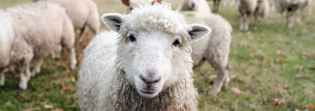 Was ist Mulesing und warum willst du das nicht? – Lille Barn
